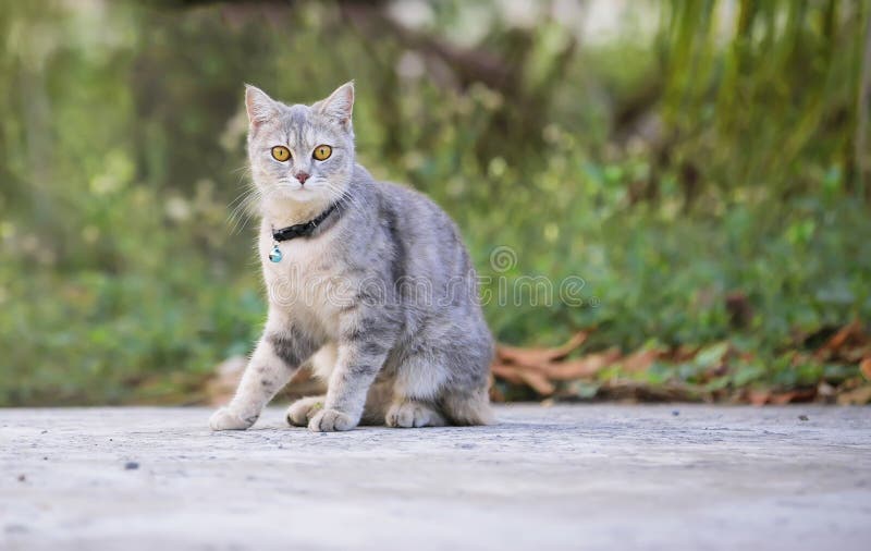 Cat Looking at Camera stock photo. Image of looking, light - 54944166