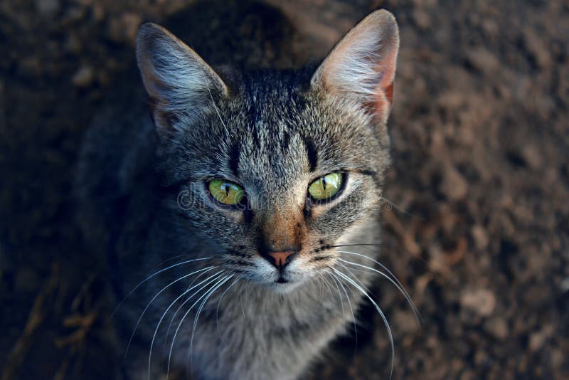Cat looking in camera stock photo. Image of expression - 171984500