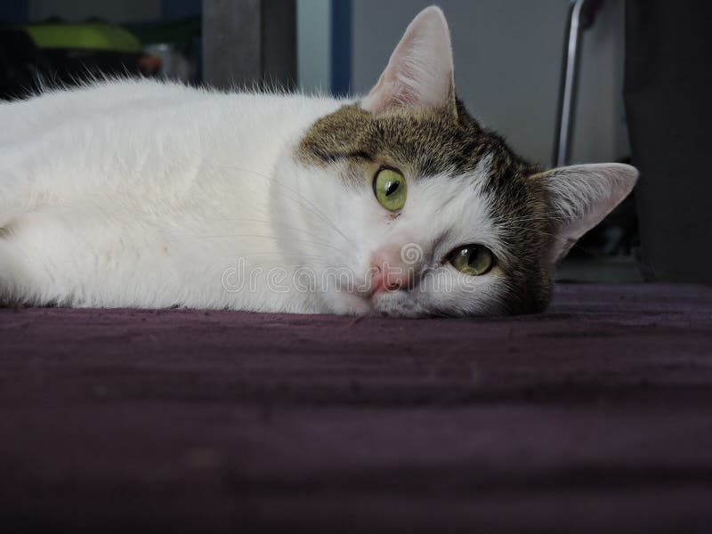 Cat looking into camera stock photo. Image of kitty, thinking - 80844208