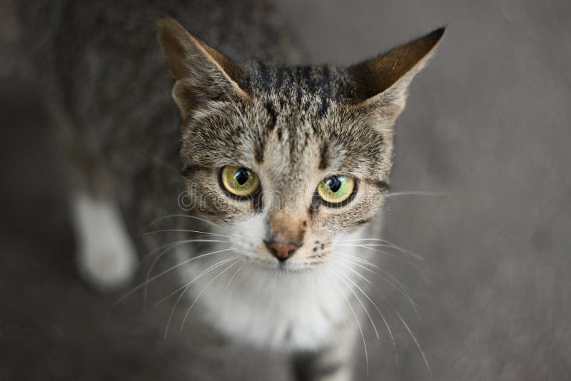 Cat looking stock image. Image of looking, mammal, home - 101554619