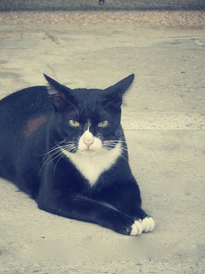 Cat looking. stock photo. Image of cheerful, brown, pets - 41616932