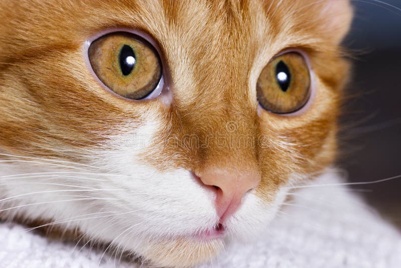 Cat looking stock image. Image of ginger, mixed, portrait - 64717421