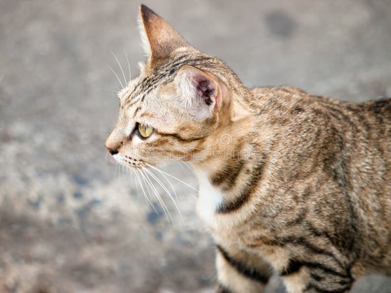 Cat looking stock photo. Image of eyes, male, inside - 39594674