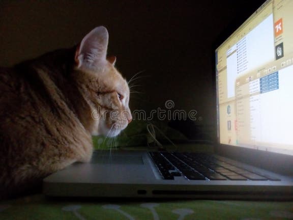 Cat and computer editorial photography. Image of user - 104613667