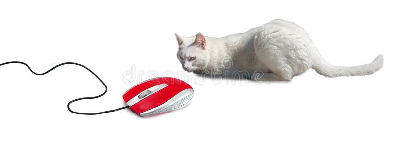 178 Computer Mouse Fun Cat Stock Photos - Free & Royalty-Free Stock ...