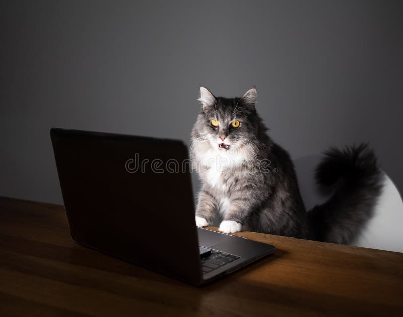 Cat Looking at Computer Screen Stock Photo - Image of tabby, maine ...