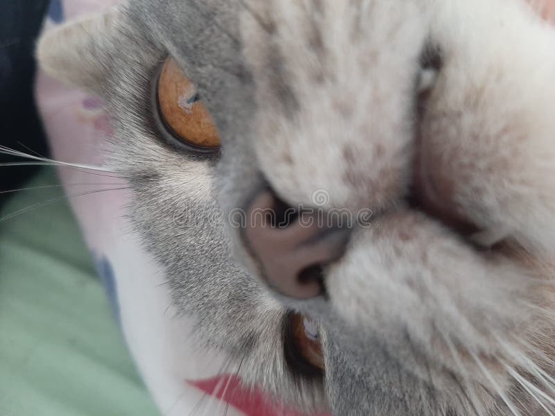 Cat looking confused stock image. Image of head, confused - 254513861