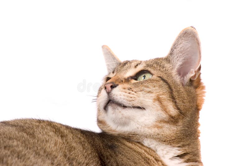 Cat looking curious stock image. Image of gizmo, domestic - 432953