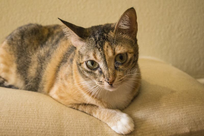 Cat Looking Cute for the Camera. a Cute Little Cat Close Up. Cat is ...