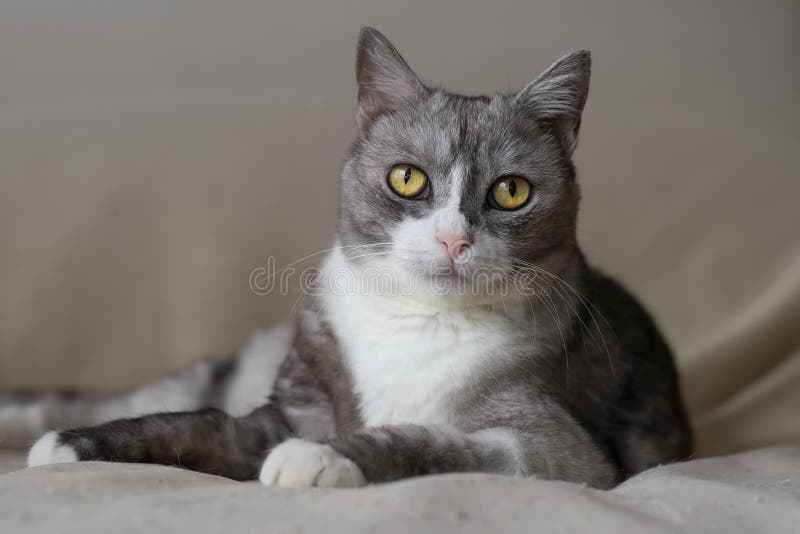 Cute Cat Looking Intently into the Photo Camera Lens Stock Photo ...