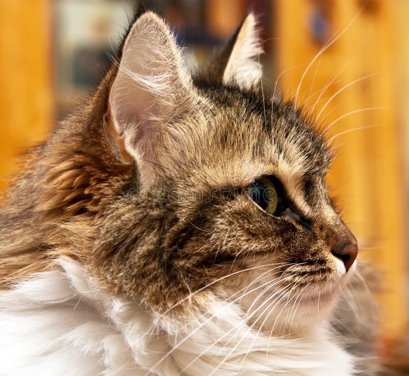 Cat Looking Into The Distance Stock Photo - Image of love, people: 16121574