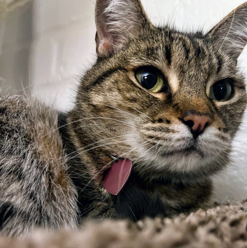 Cat Looking into the Distance Stock Photo - Image of female, tabby ...
