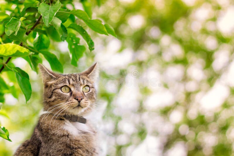 Cat Looking into the Distance Stock Photo - Image of lying, cozy: 70775350