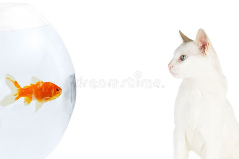 Cat looking at fish stock image. Image of kitten, background - 14014079