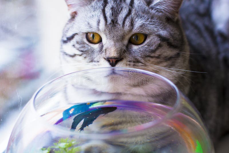 Cat looking at fish stock photo. Image of liquid, eyes - 14014080