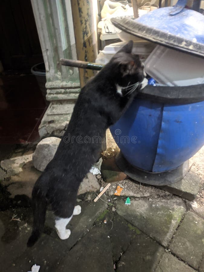 A Cat Looking for Food in a Trash Can Stock Photo - Image of bird ...