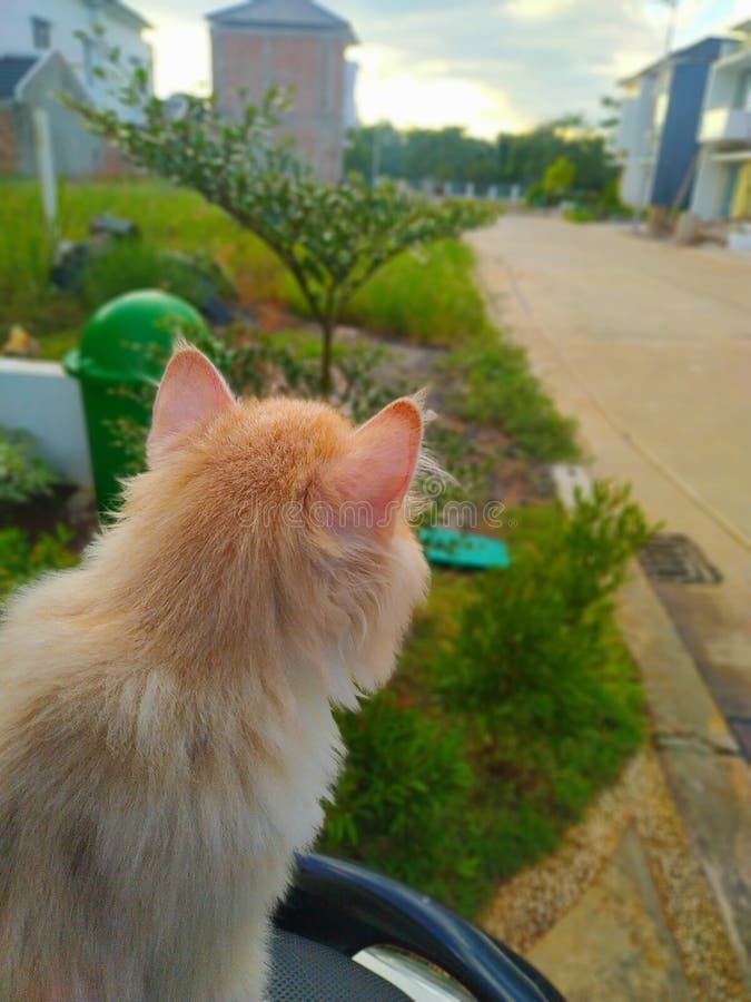 The cat is looking forward stock photo. Image of looking - 207439316