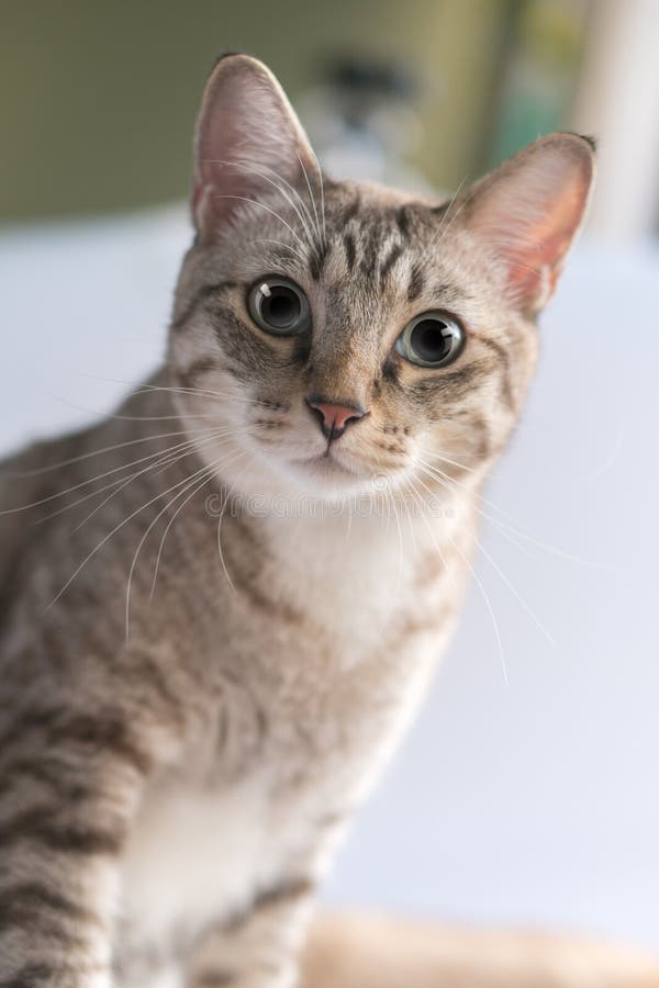 The Cat is Looking Forward and Looking Cute. Stock Image - Image of ...