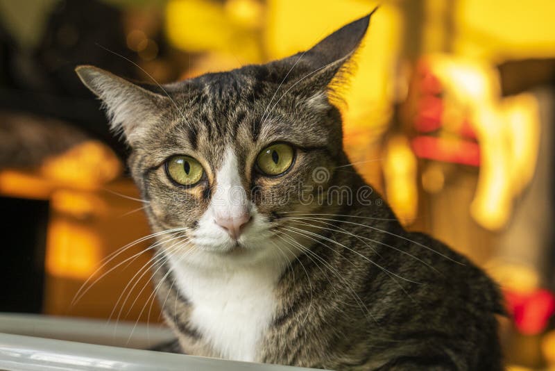 The Cat is Looking Forward and Looking Cute Stock Image - Image of ...