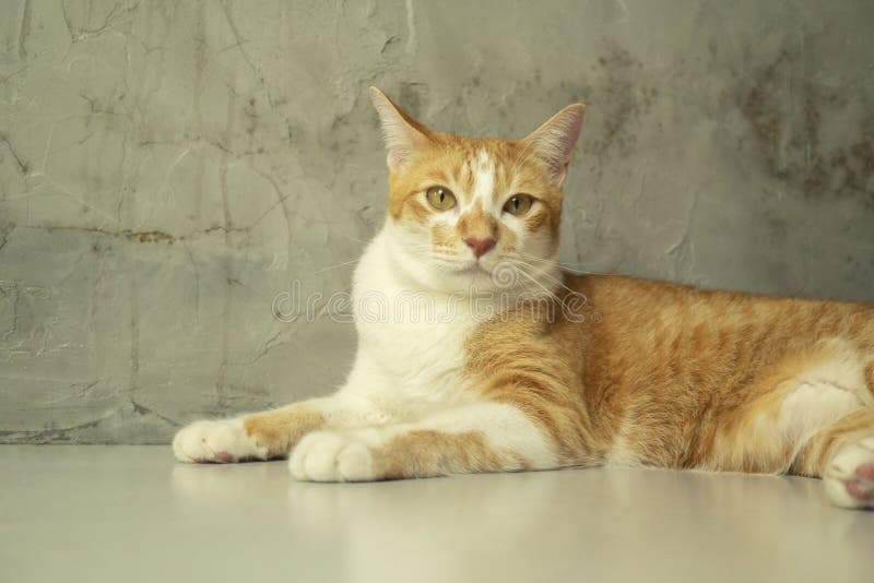 The Cat is Looking Forward and Looking Cute Stock Image - Image of ...