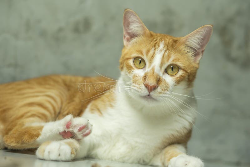 The Cat is Looking Forward and Looking Cute Stock Image - Image of ...