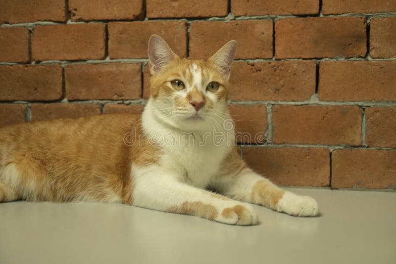 The Cat is Looking Forward and Looking Cute Stock Image - Image of ...