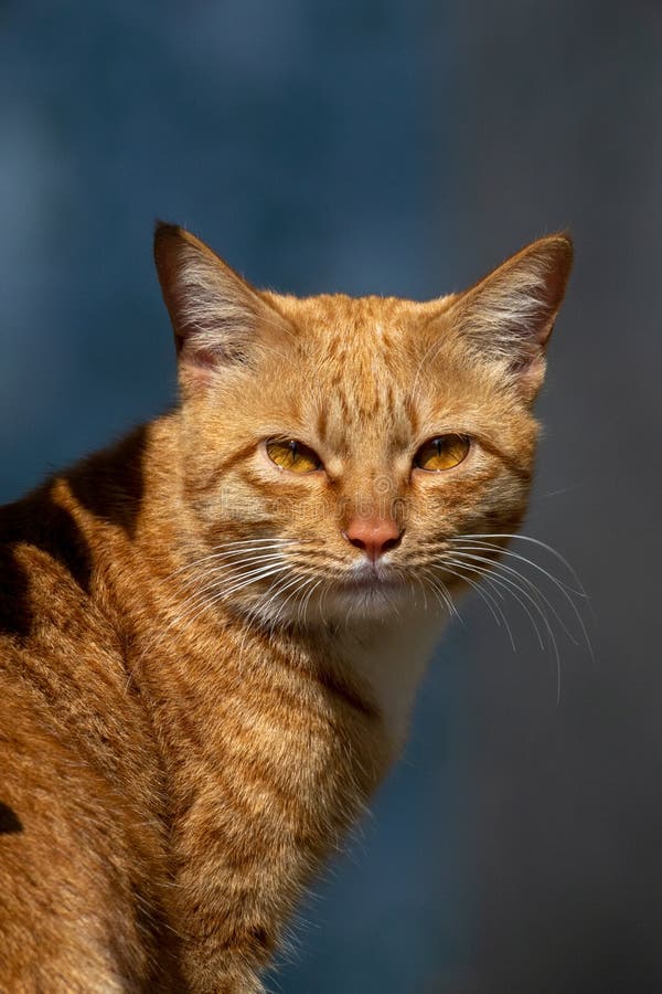 Cat is Looking Forward, Give You a Stare Stock Photo - Image of kitten ...