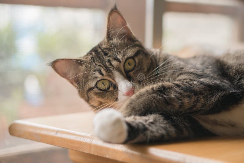 The Cat is Looking Forward. Stock Image - Image of mammals, portrait ...