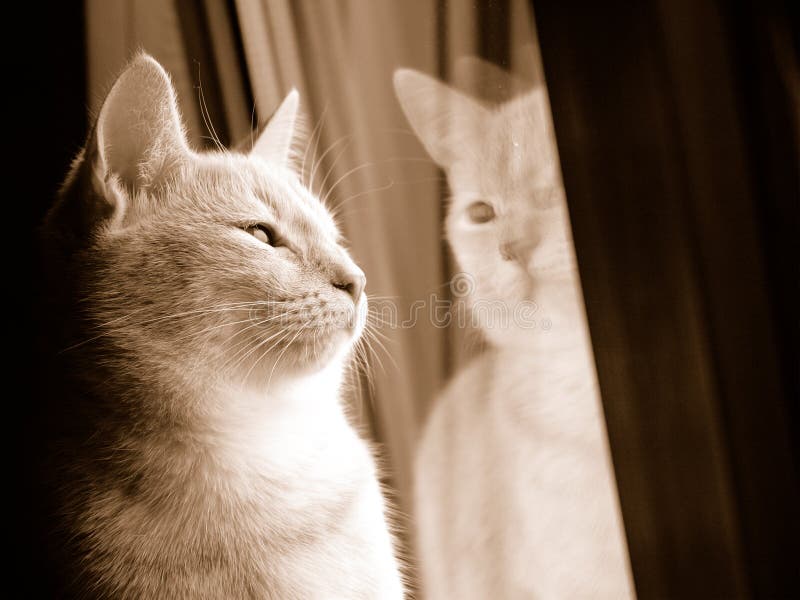 Cat looking for freedom stock photo. Image of feel, portrait - 897666