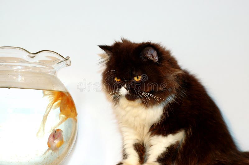 Cat looking at gold fish stock image. Image of aquarium - 77649