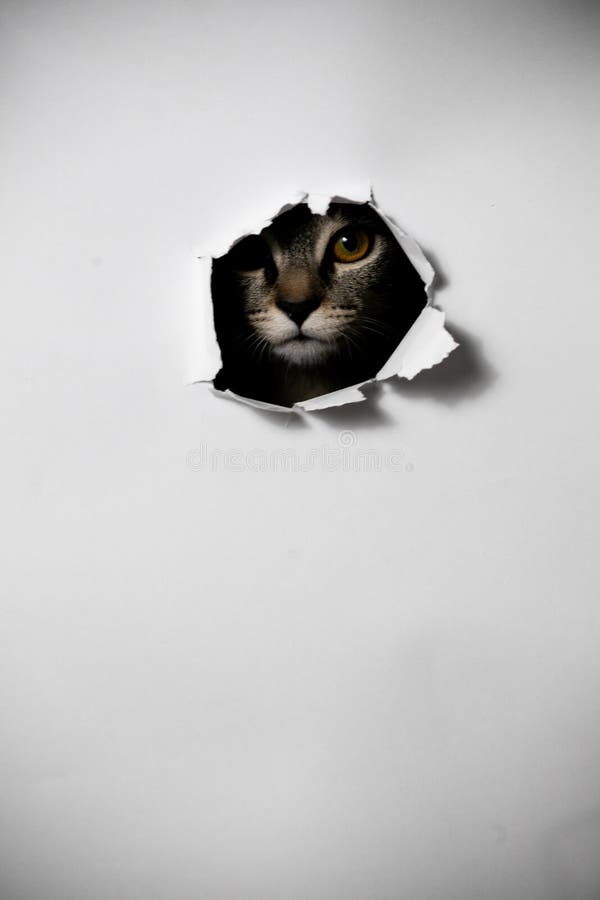 Cat Looking through the Hole in the Torn Paper Stock Image - Image of ...