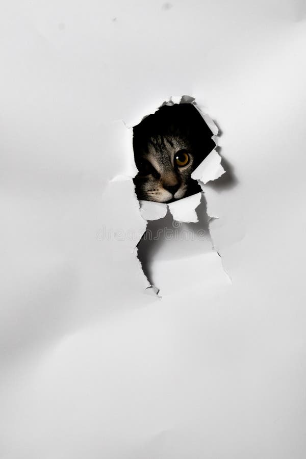 Cat Looking through the Hole in the Torn Paper Stock Image - Image of ...
