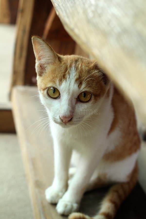 Cat looking. stock image. Image of cute, head, mammal - 35497065