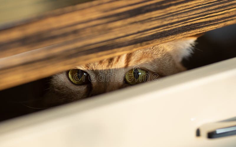 Cat Looking from Inside Slightly Open Drawer Stock Photo - Image of ...