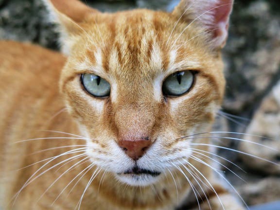 Cat Staring Intensely To the Camera Stock Photo - Image of eyes, eating ...