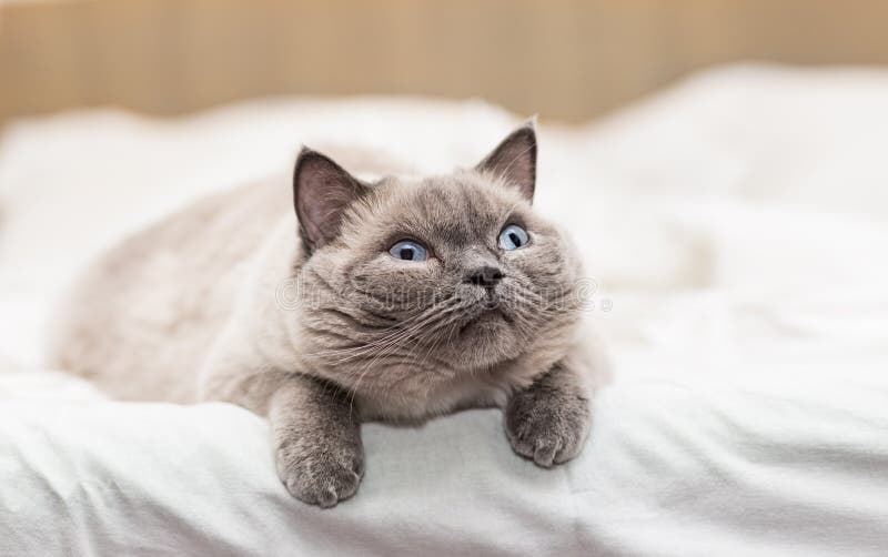 Cat looking with interest stock image. Image of looking - 36412145