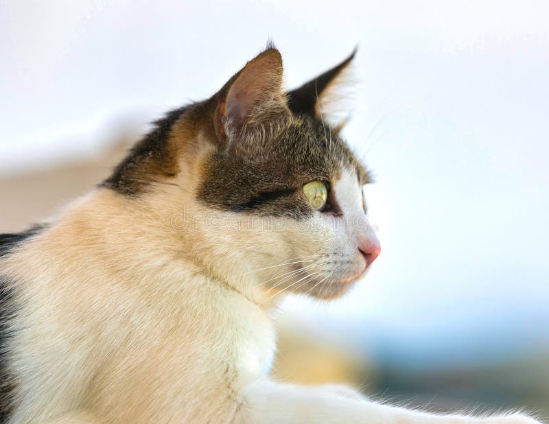 Cat Looking. Isolated stock photo. Image of relax, staring - 191766210