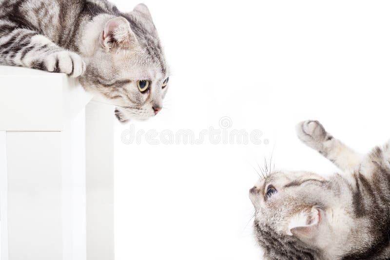 Cat looking at stock photo. Image of mammal, single, feline - 31946370