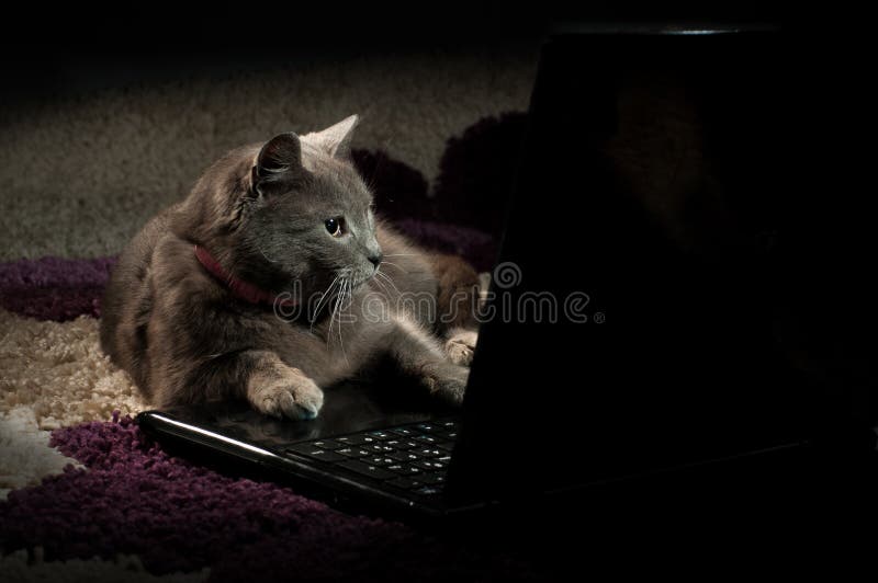 Cat looking on a laptop stock photo. Image of contemporary - 28719108