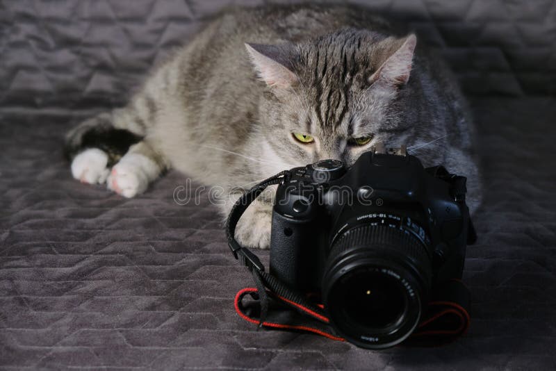 Cat Looking at Large Camera Display Stock Image - Image of large, model ...