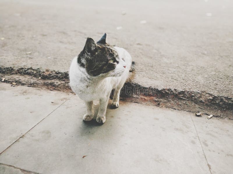 Cat looking left stock image. Image of closeup, black - 165182663