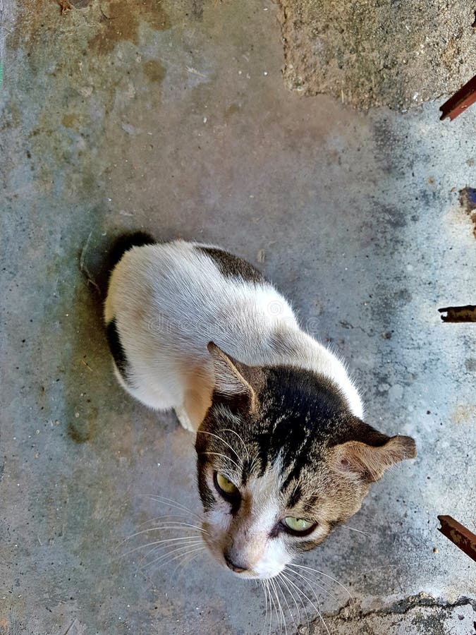 Cat looking stock photo. Image of male, pets, close, feline - 95713370