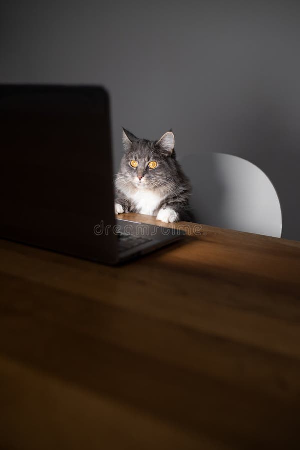 Cat Looking at Notebook Computer Screen Stock Image - Image of curious ...