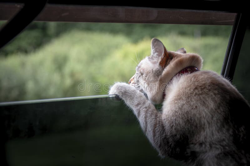 Cat Looking Out the Car Window. Copy Space. Side View from Behind ...