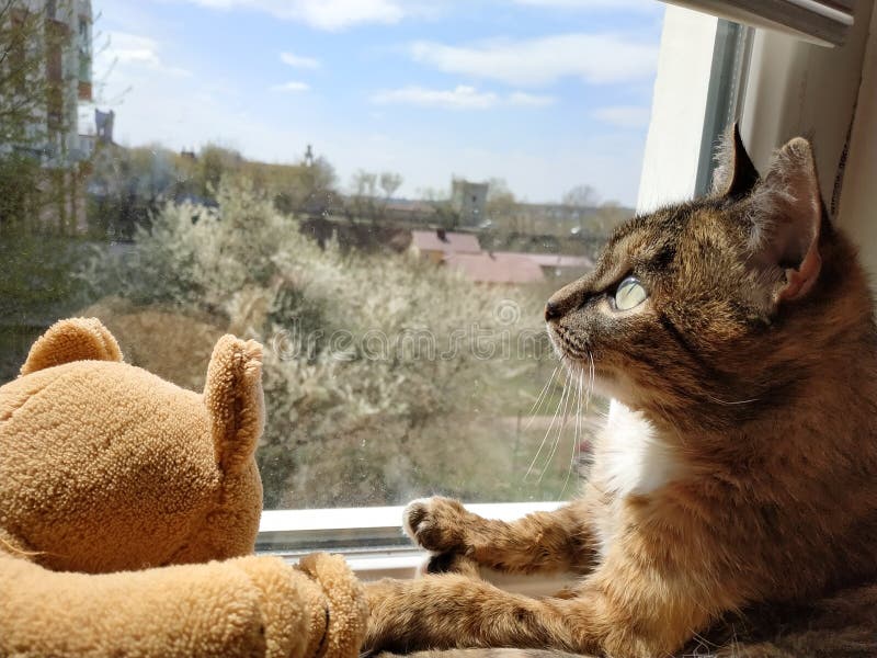 Cat looking out the window stock photo. Image of window - 169124744