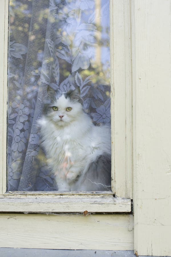 Cat Looking Out Window Stock Photos - Download 1,756 Royalty Free Photos