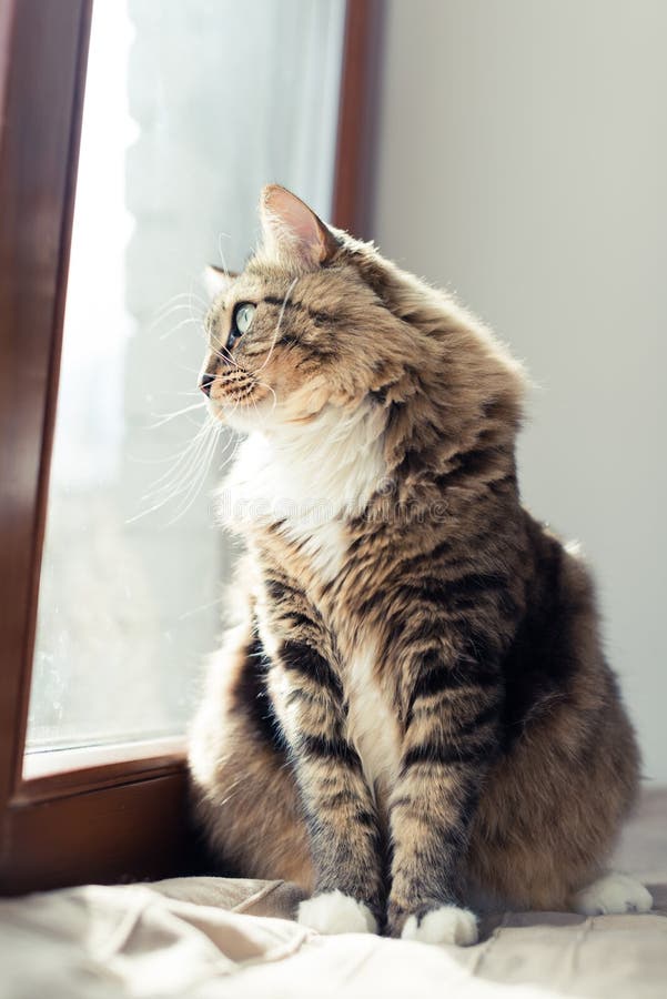 Cat looking out window stock photo. Image of house, stripes - 57426012