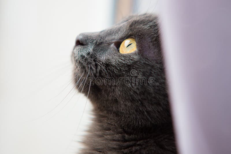 Stares Longingly Stock Photos - Free & Royalty-Free Stock Photos from ...