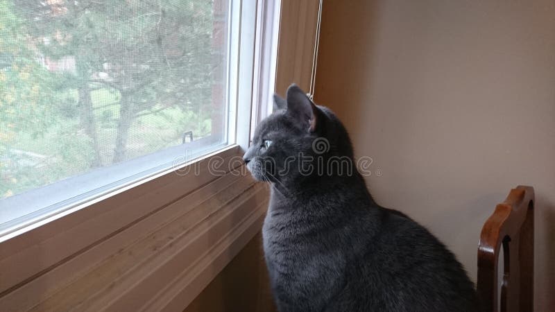 Cat Looking Out Window Stock Photos - Download 1,756 Royalty Free Photos