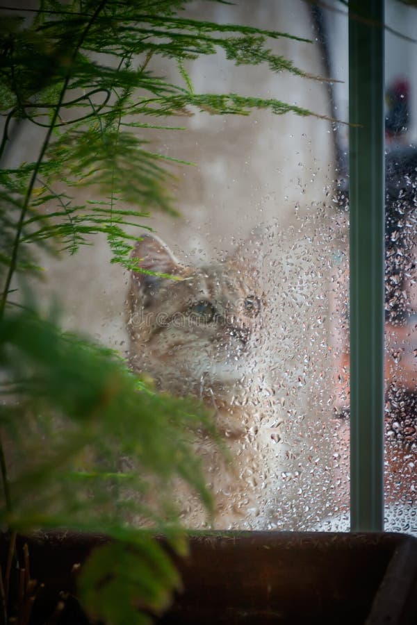 Cat Looking Out the Window at the Rain Stock Photo - Image of calm ...